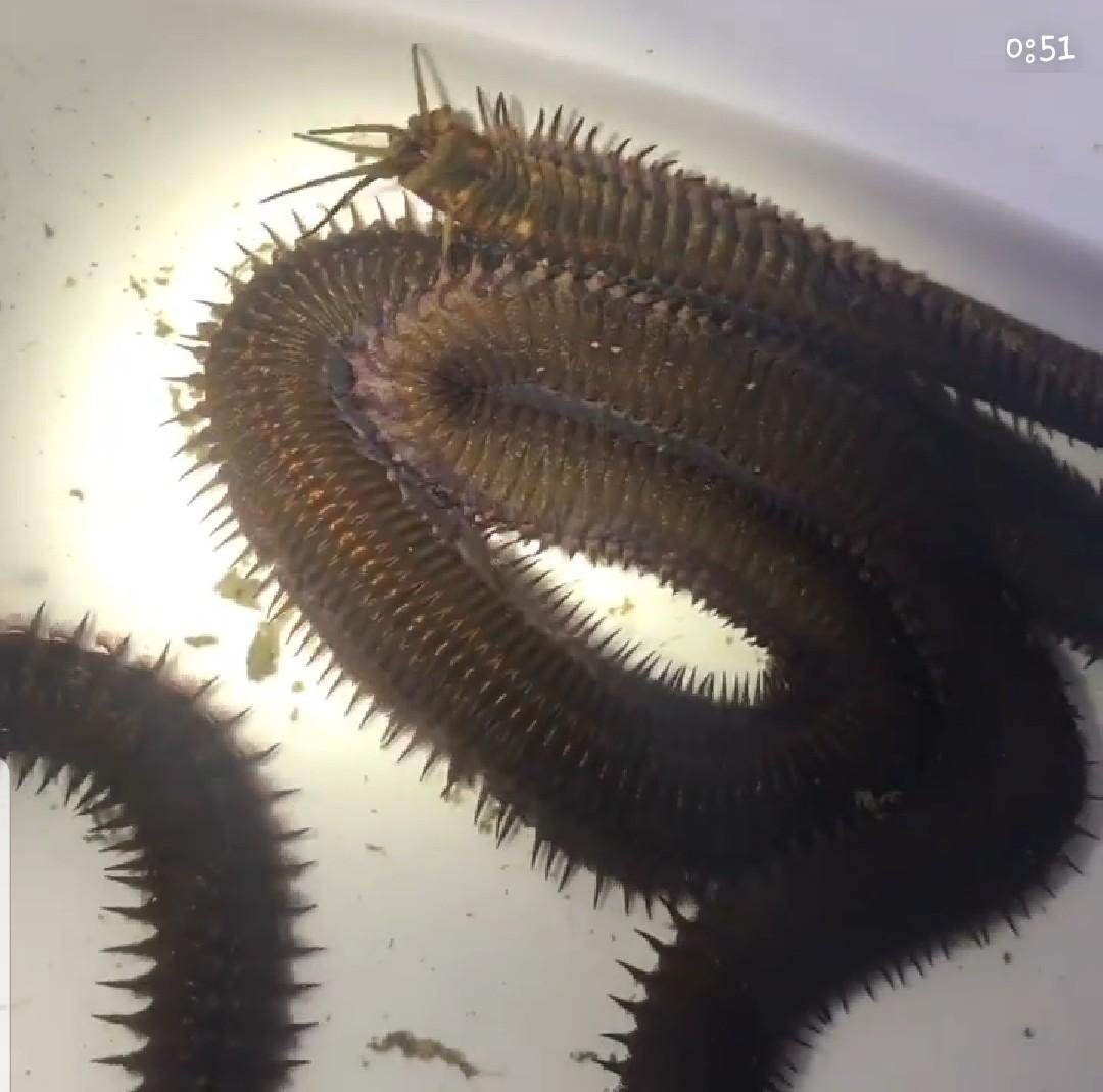 Bobbit Worm - Rusty Hook